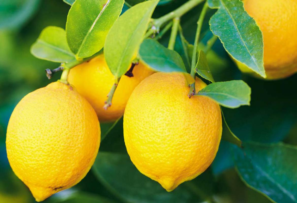 Limunom protiv muha!