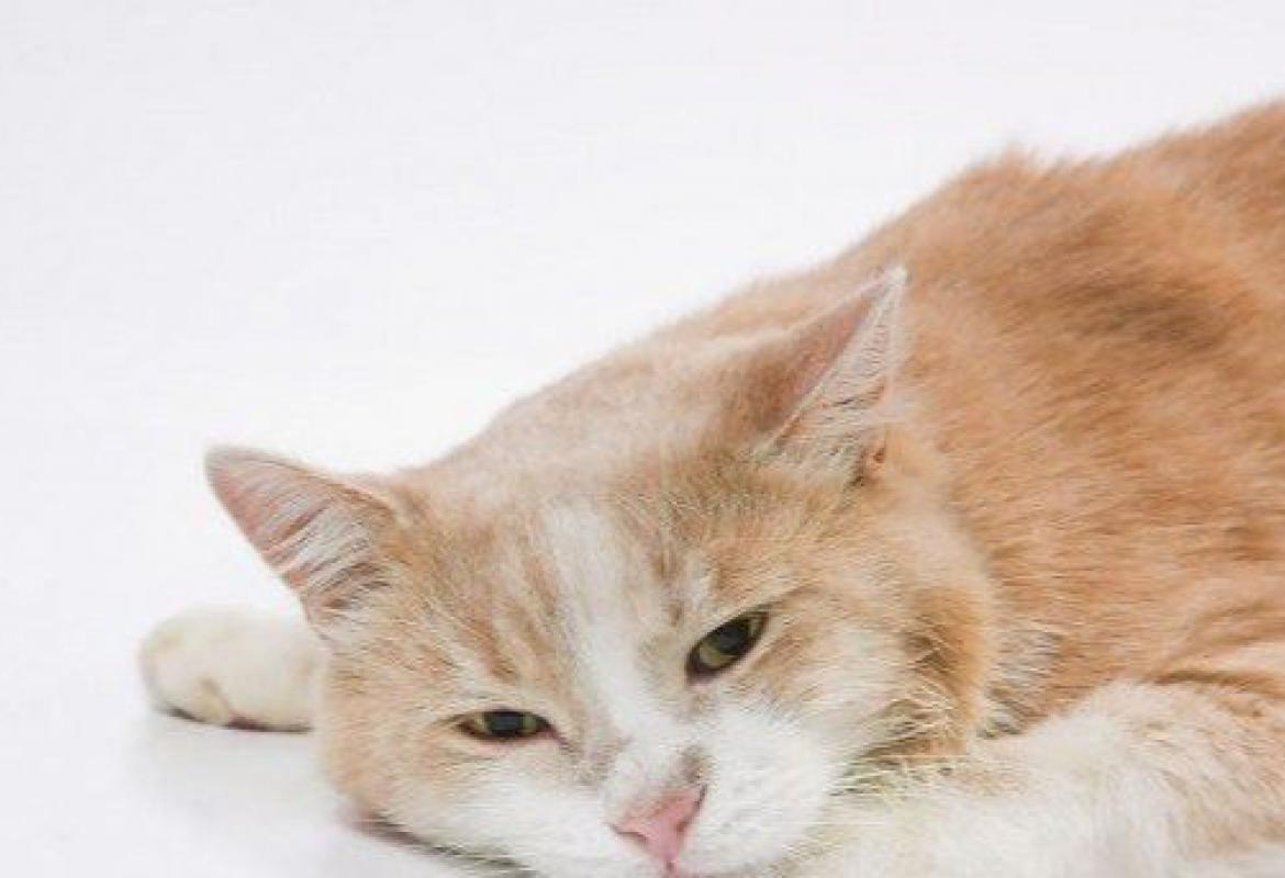 Zašto mačka povraća hranu: Evo kada se trebate obratiti veterinaru