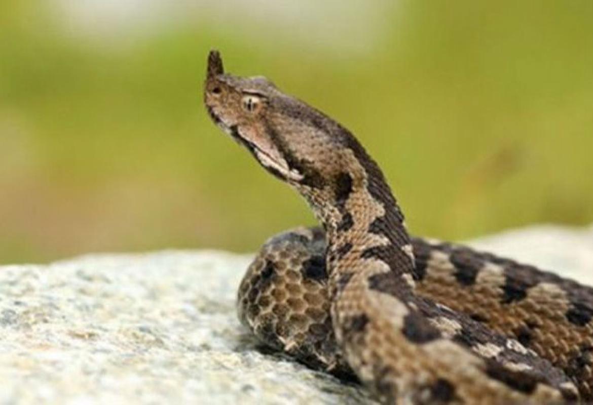 Da li često sanjate zmije: Stručnjaci otkrivaju šta nam nagovještava ova pojava i kad moramo ...