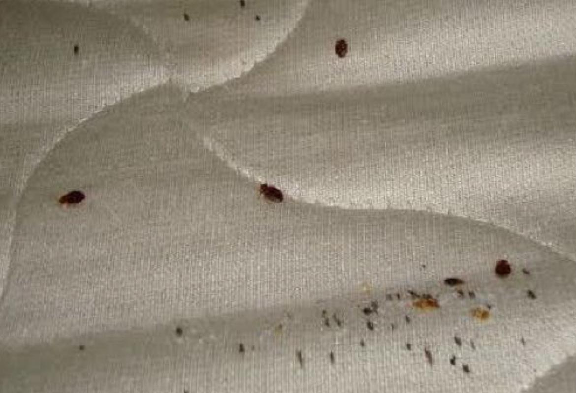 Ovo su znakovi da u kući imate stjenice i savjeti kako ih se riješiti