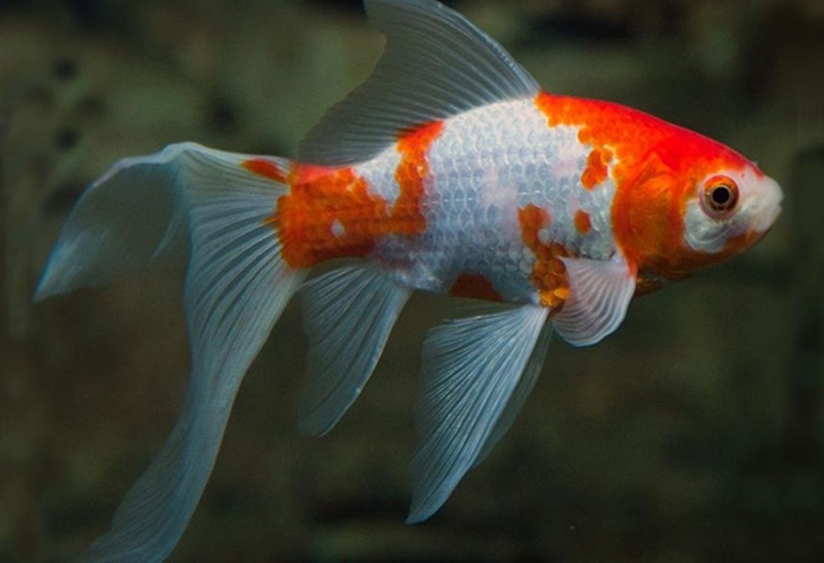 Bijela zlatna ribica: Raritet koji je rezultat selektivnog uzgoja
