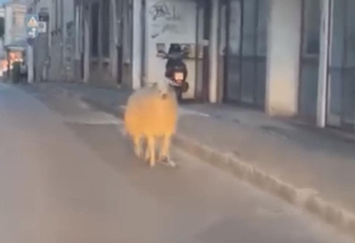 Ovan u Puli polusvezanih nogu bježao gradom