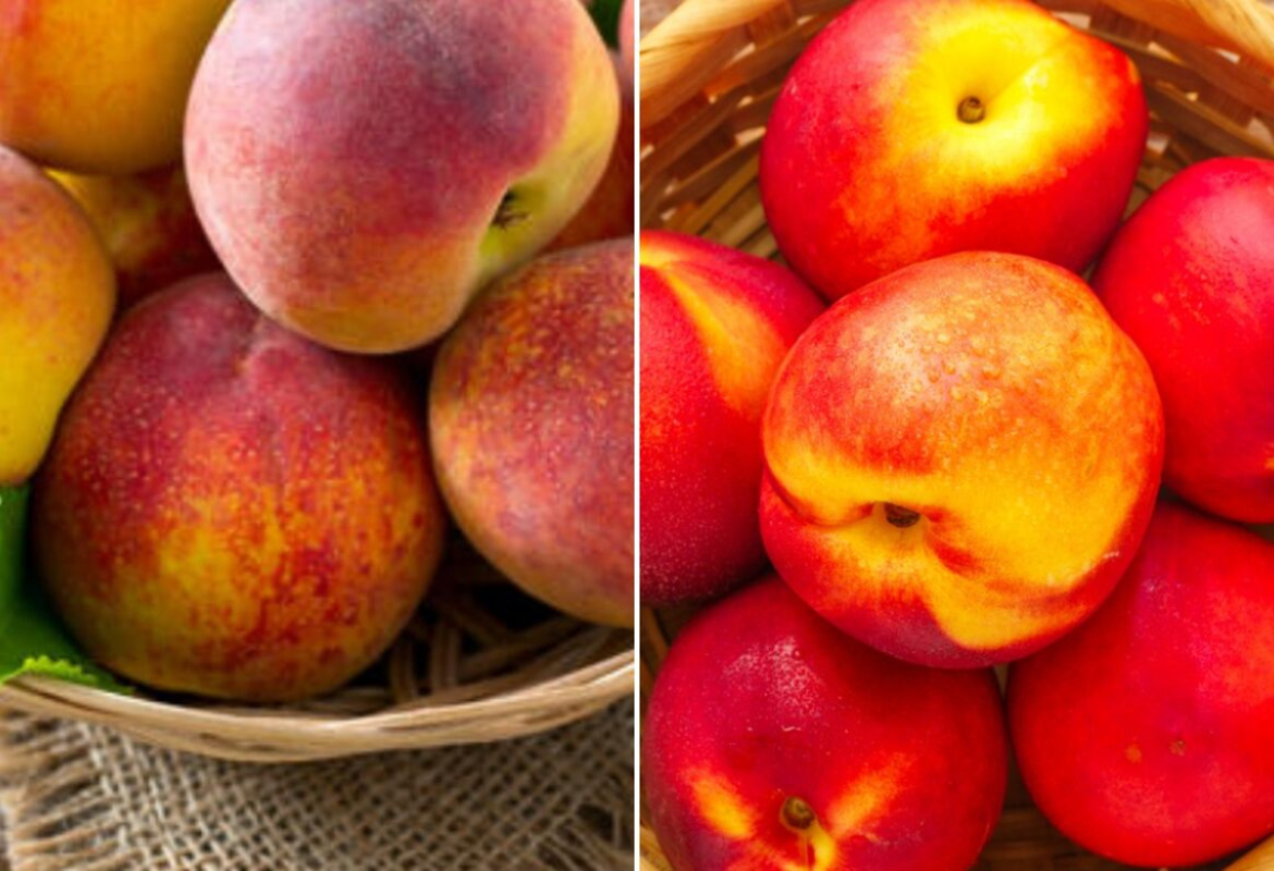 Šta je zdravije breskva ili nektarina: Evo po čemu se razlikuju i šta ...