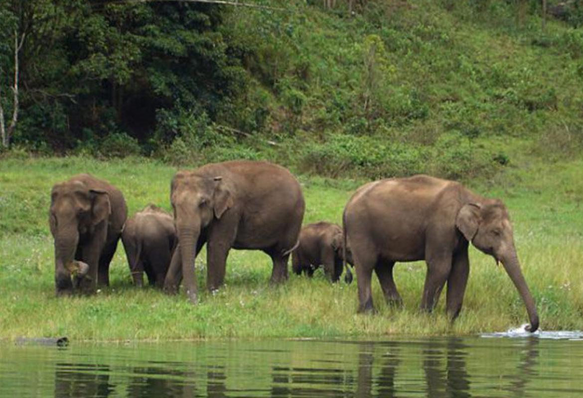 Istraživanje: Kako slonići koji ostanu bez mame mogu nadvladati taj ...