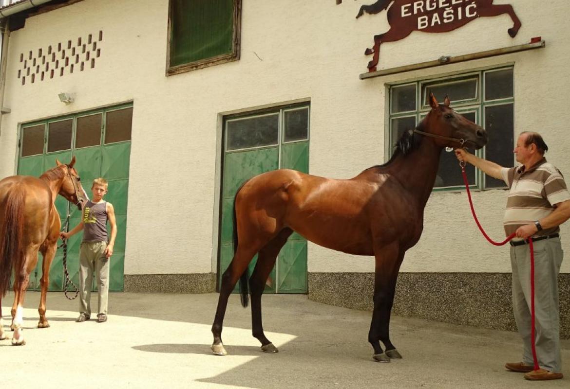 Sanjanin uzgaja prvoklasne konje