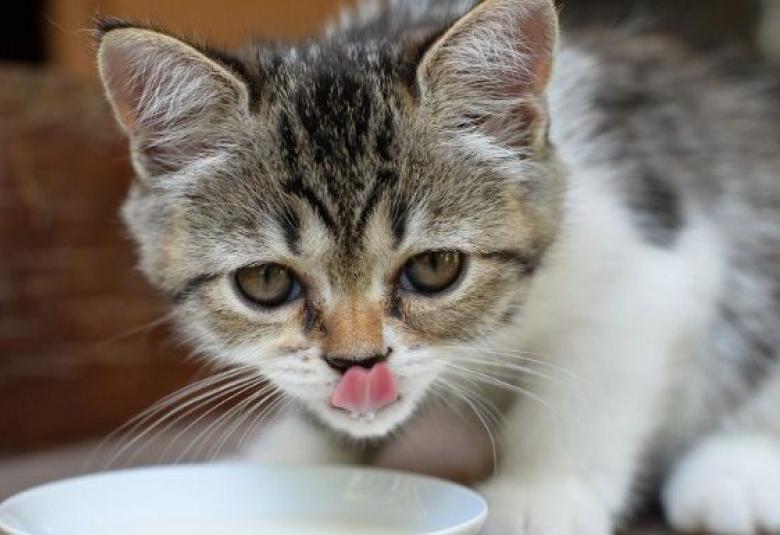 Cazin.NET - Budi informiran!