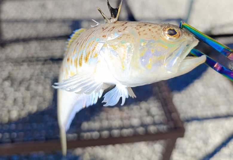 Aca Lukas ostao kratkih rukava: Jahorina otkazala koncert zbog slike s Orićem | Cazin.NET