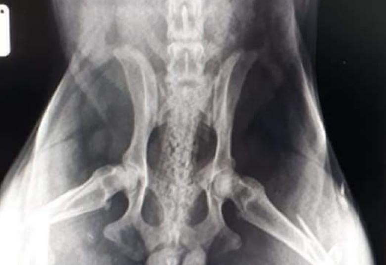 RTG snimci psa svirepo pregaženog traktorom (FOTO)